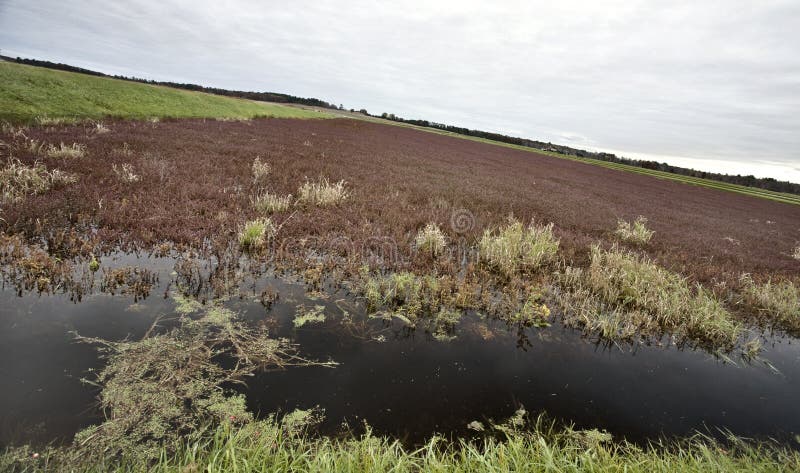 Cranberry Bog stock photo. Image of dieting, circle, breakfast - 17491768