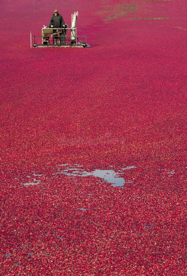 Cranberry Bog Harvested by Fruit Food Farmer Stock Photo - Image of ...