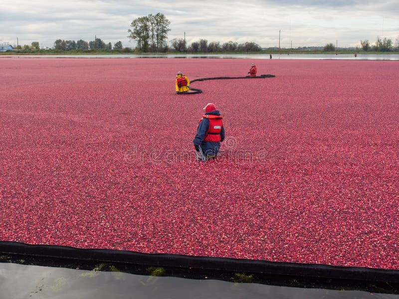 Cranberry bog stock image. Image of nature, harvesting - 198462217