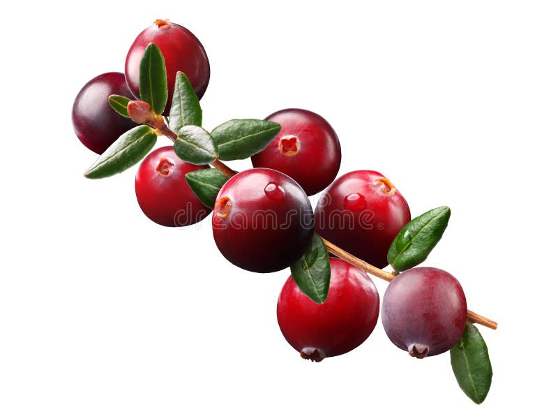 Cranberry branch, paths stock photo. Image of paths, vaccinium - 95301208