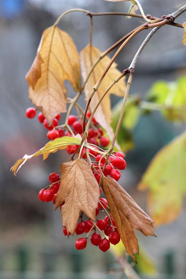 The cranberry branch stock photo. Image of harvest, plant - 61734316