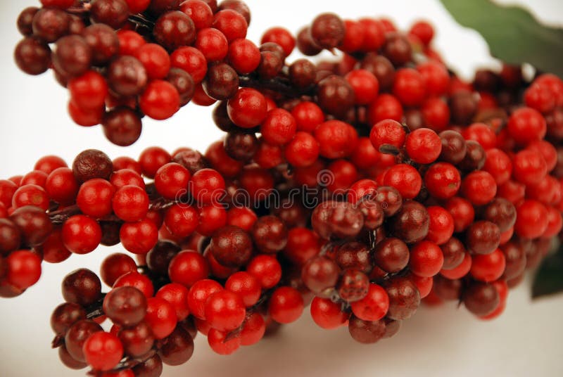 Cranberry Branch On White Background Picture. Image: 6931452