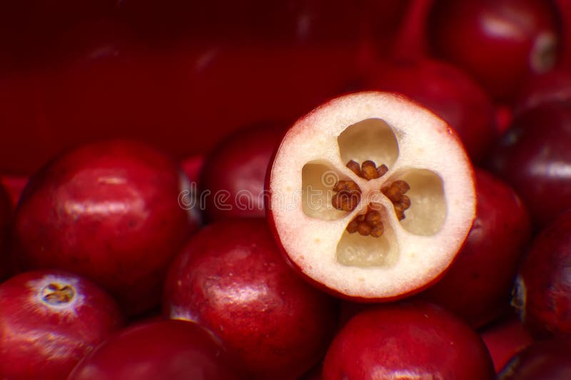 Cranberry Cut in Half, Revealing a White Interior Stock Photo - Image ...
