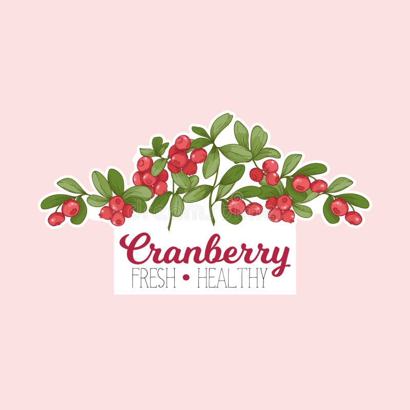 Cranberry. Element for Design Stock Vector - Illustration of food ...