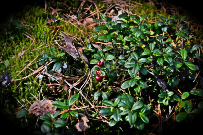 Cranberry in forest. stock image. Image of street, covered - 91054279