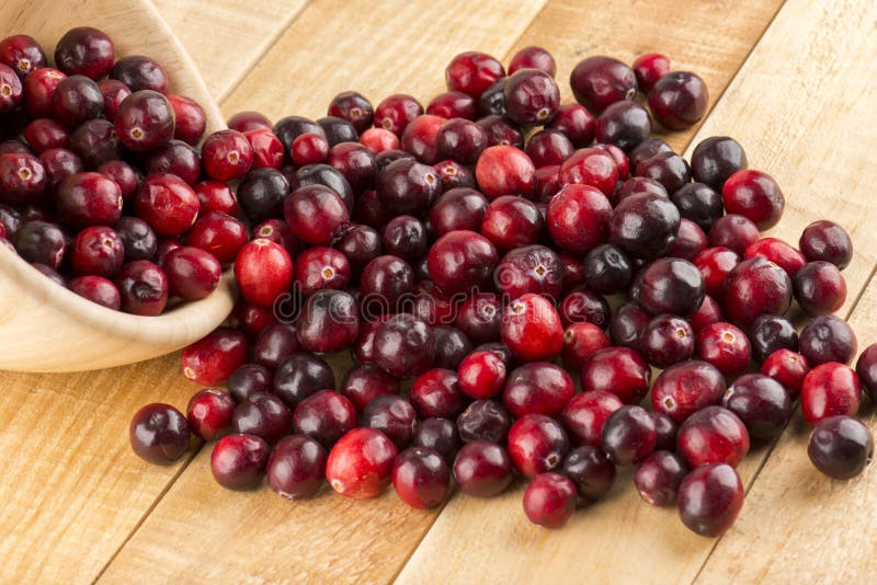 Cranberry stock photo. Image of leaf, care, herb, pharmacy - 65891544