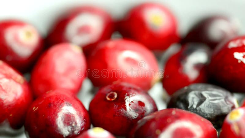 Cranberry, Fresh on Turntable Stock Footage - Video of sweet, tasty ...