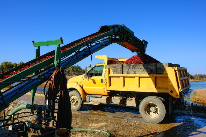 Cranberry Harvest Belt Fruit Loader and Truck Stock Image - Image of ...