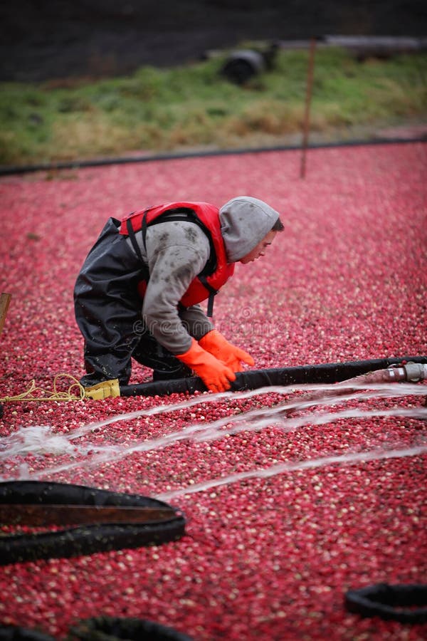Cranberry Harvesting stock image. Image of healthy, field - 47576763