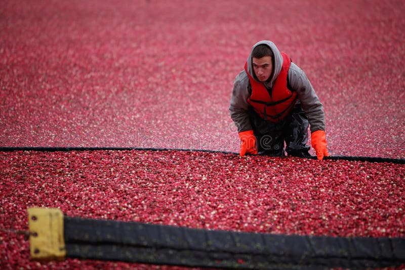 Cranberry Harvesting stock photo. Image of fruit, farm - 47576756