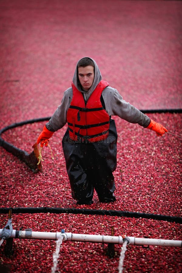 Cranberry Harvesting stock photo. Image of worker, harvesting - 47576954