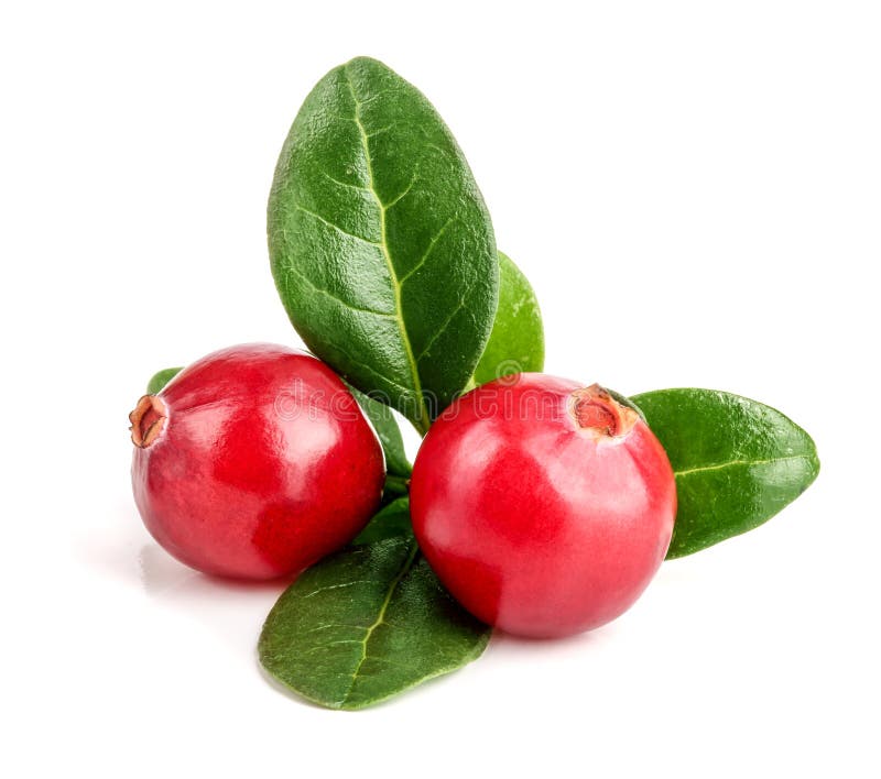 Cranberry with Leaf Isolated on White Background Closeup Macro Stock ...
