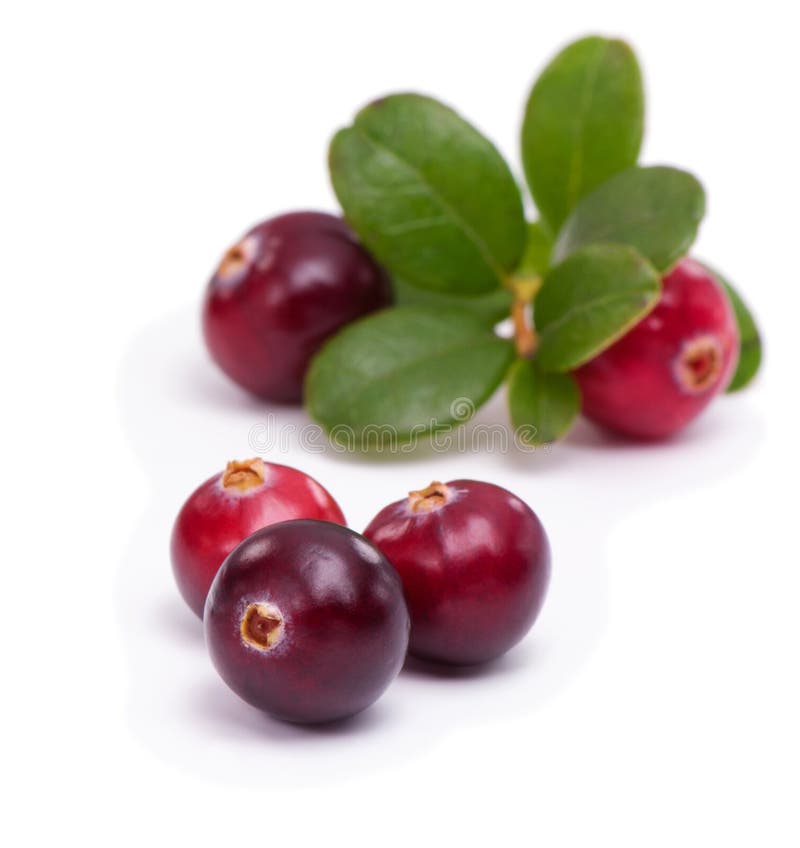 Beauty Cranberry in Closeup Stock Photo - Image of fruit, plant: 35218976