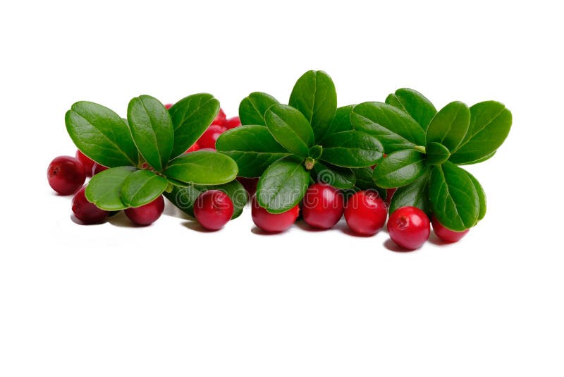 Cranberry with Leaves Isolated. Fresh Cranberry. Full Depth of Field ...