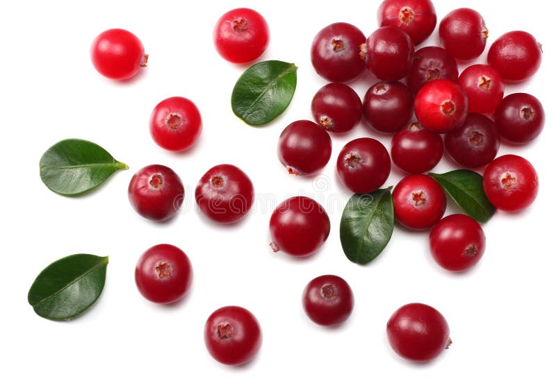Cranberry with Leaves Isolated on White. with Clipping Path Stock Image ...