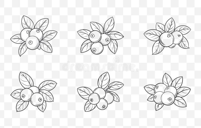 Print Cranberry Line Art Vector Set Elegant and Detailed Illustrations ...