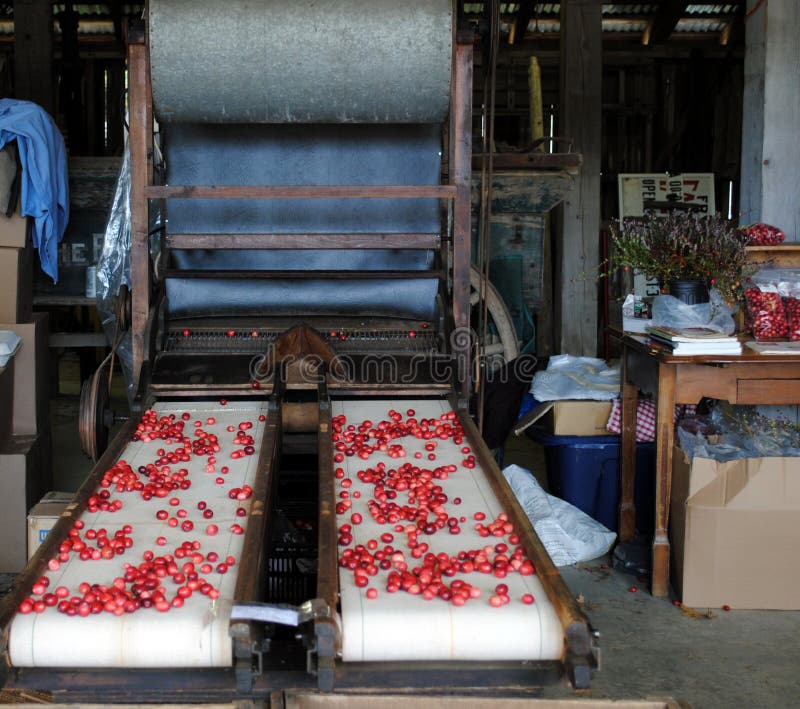 Cranberry Processing Machine Stock Photo - Image of healthy, holiday ...