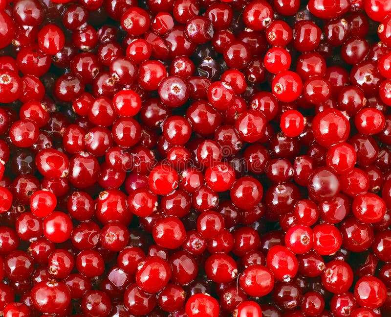 Cranberry stock photo. Image of horizontal, backgrounds - 45823970