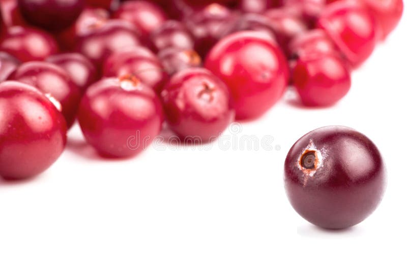 Cranberry stock image. Image of nature, macro, food, close - 50004075