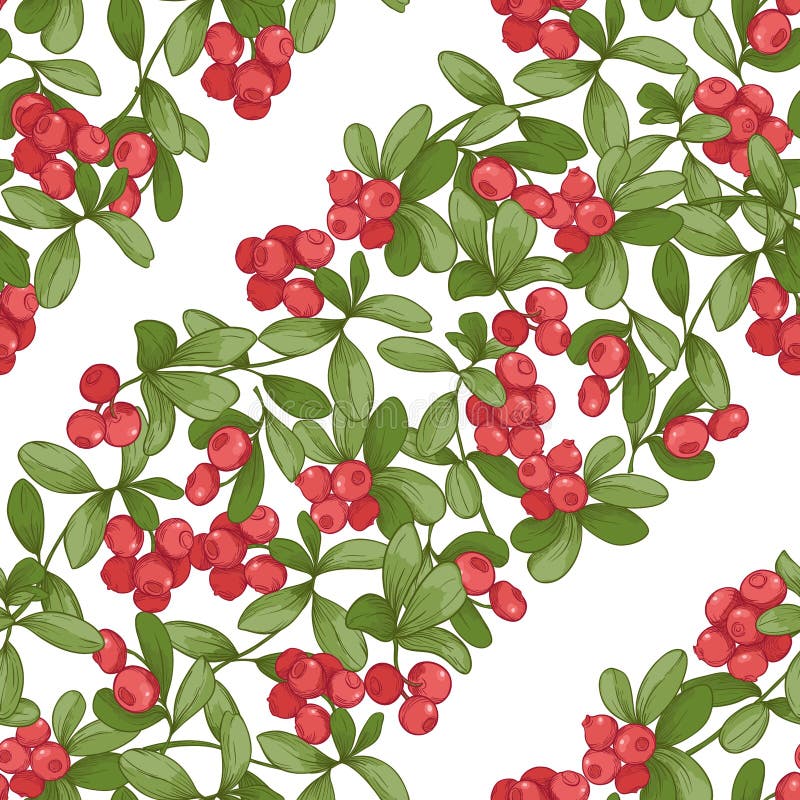 Cranberry. Seamless Pattern Stock Vector - Illustration of plant ...