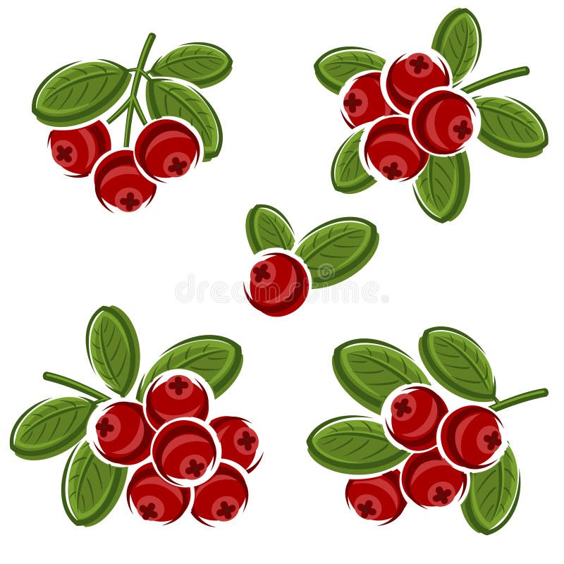 Cranberry Set. Collection Icon Cranberry Stock Vector - Illustration of ...