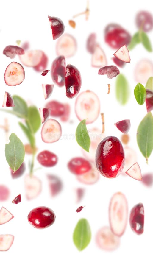 Cranberry Slice and Leaf Collection Stock Photo - Image of forest ...