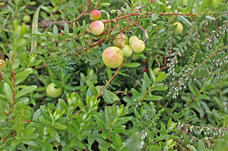 Cranberry in the swamp stock photo. Image of botanic - 259048842
