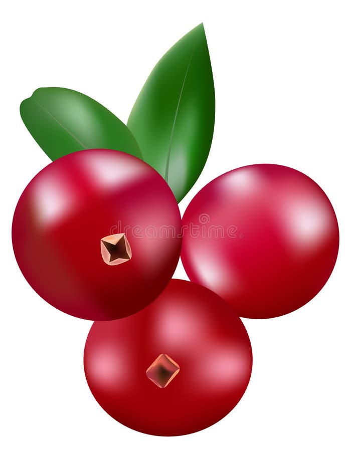 Cranberry Vector Illustration Stock Vector - Illustration of diagram ...