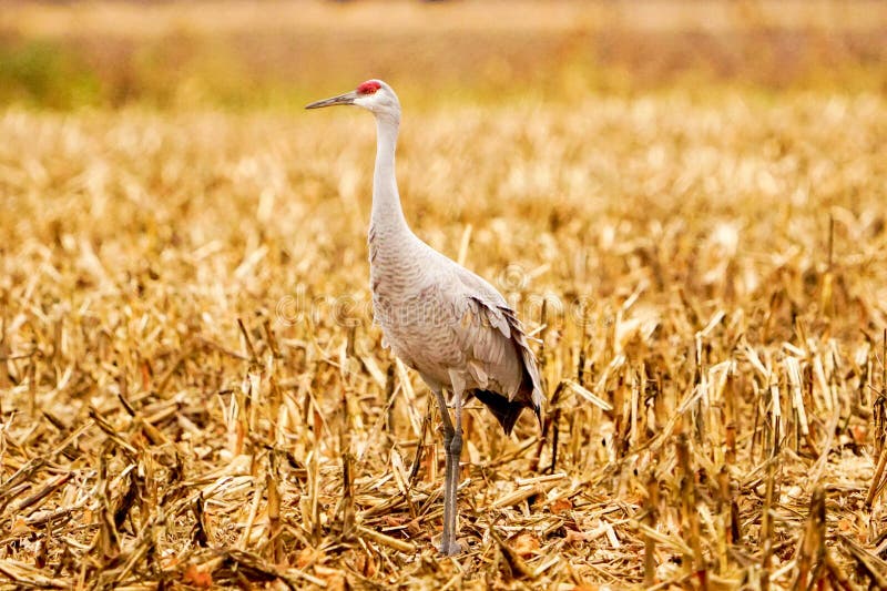 Crane in Farmers Feild stock image. Image of corn, crane - 311939313