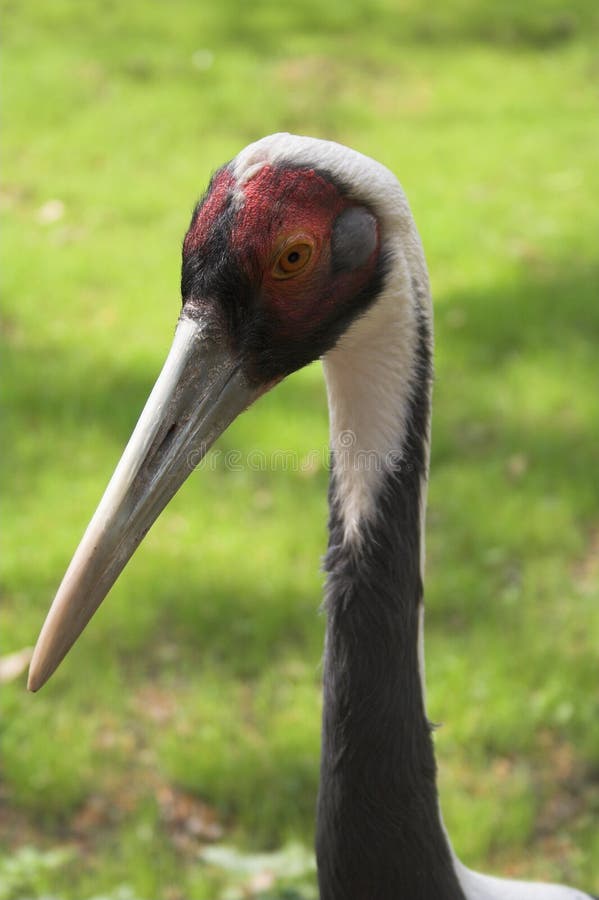 Crane stock image. Image of crane, feathering, head, feathers - 912753