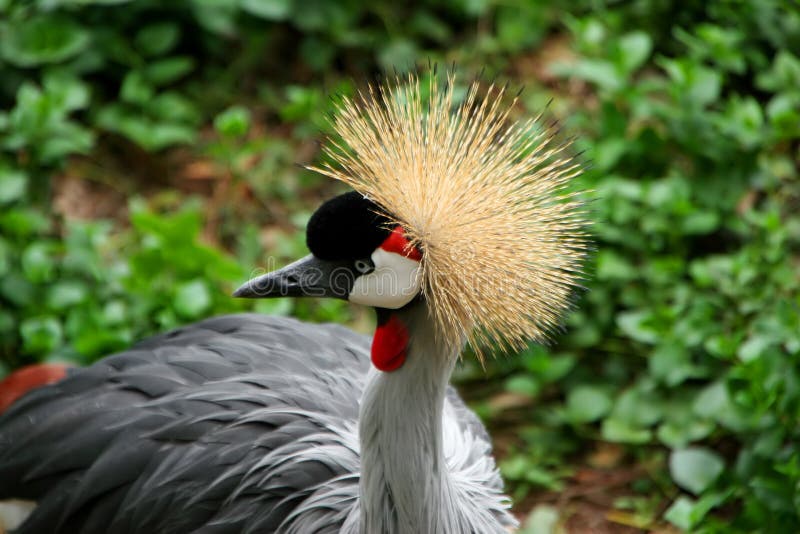 Crane Bird stock photo. Image of african, crane, safari - 17864410