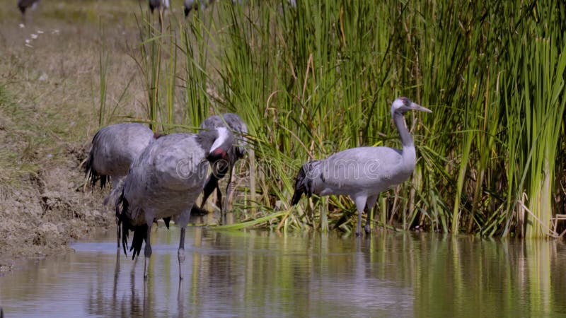 Crane Bird Drinks Water from River Stock Footage - Video of pond ...