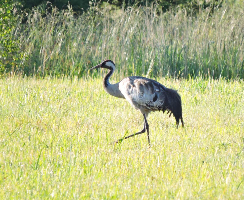 Crane bird, Lithuania stock image. Image of black, feather - 89604925