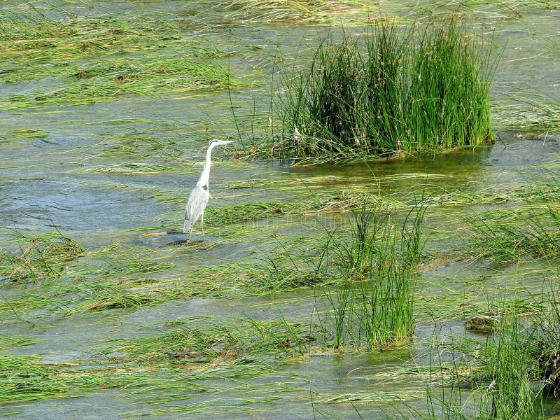 Crane Bird in River, Lithuania Stock Image - Image of nature, green ...