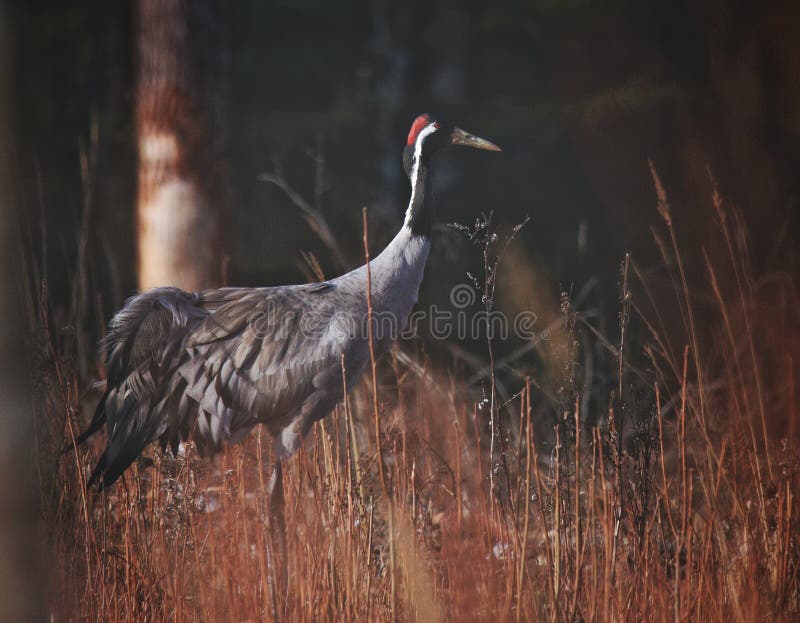 Crane bird stock image. Image of crane, forest, animal - 141475285