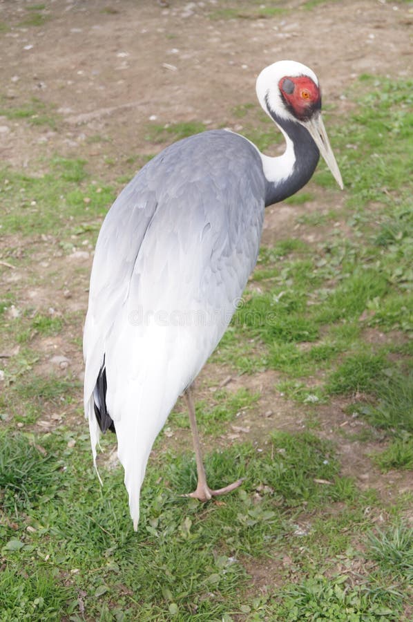 Crane Bird Standing on the Ground Stock Image - Image of adult ...
