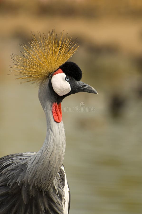 Crane bird staring stock photo. Image of bird, staring - 16658830