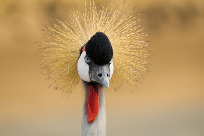 Crane bird staring stock photo. Image of pretty, crane - 16658880