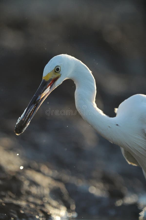 A crane eating fish stock image. Image of eating, nature - 195870011