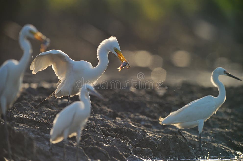 A crane eating fish stock photo. Image of fish, gull - 195871110