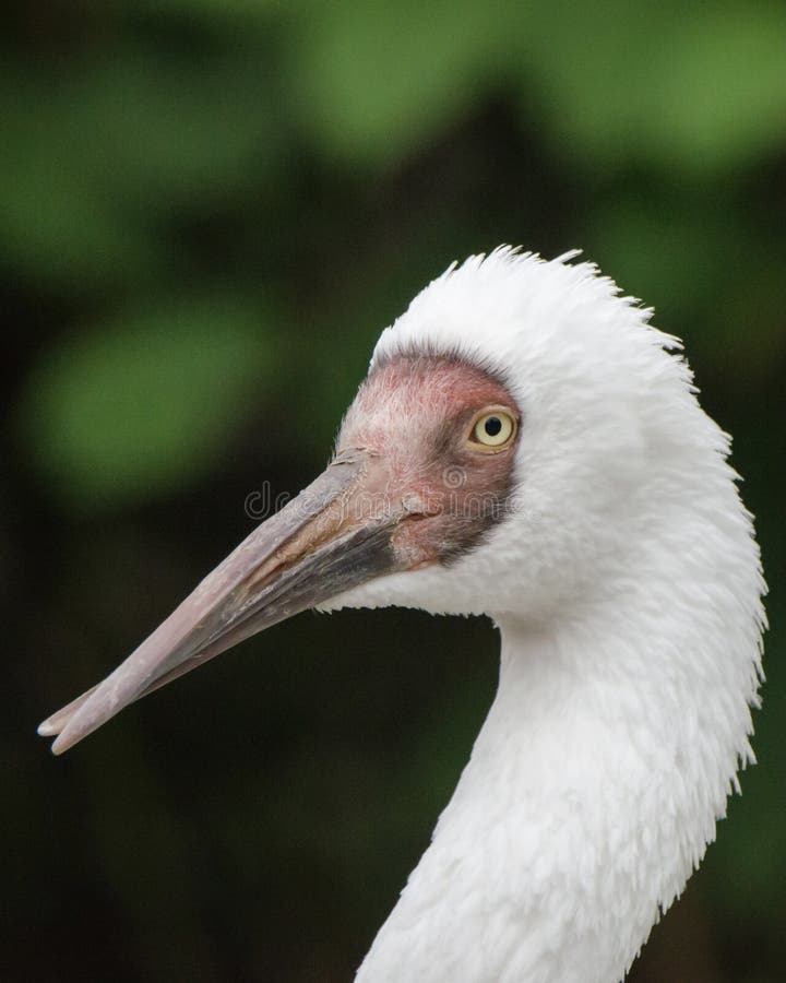 Crane stock photo. Image of face, bird, eyes, crane - 202261116
