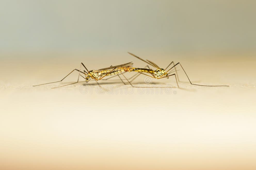 Crane Flies Mating on Smooth Surface, Symmetrical Macro Composition ...