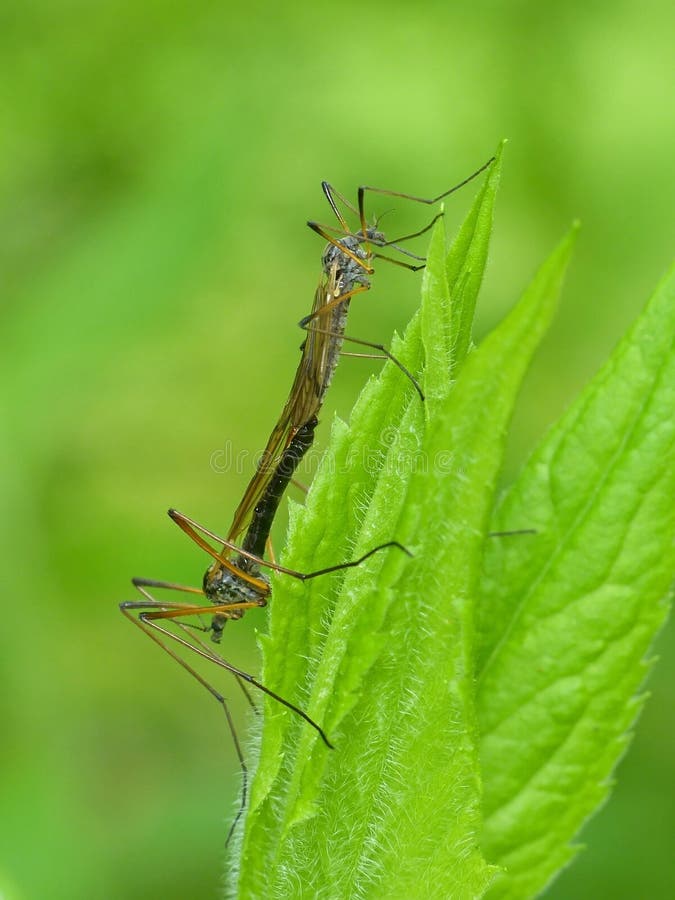 Crane Flies Mating on Una Hoja 2 Foto de archivo - Imagen de ...