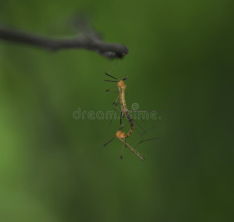 Crane Flies Tipulidae Mating on a Branch Tree Stock Image - Image of ...