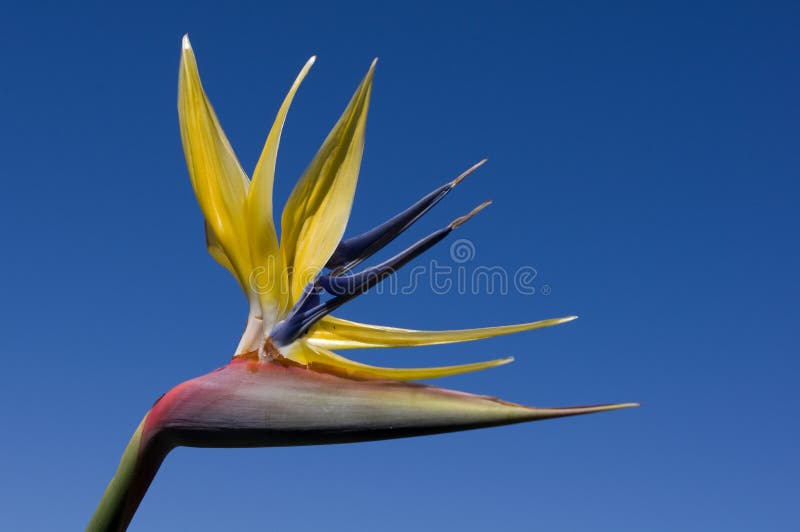 Crane Flower stock image. Image of plant, africa, strelitzia - 67644613