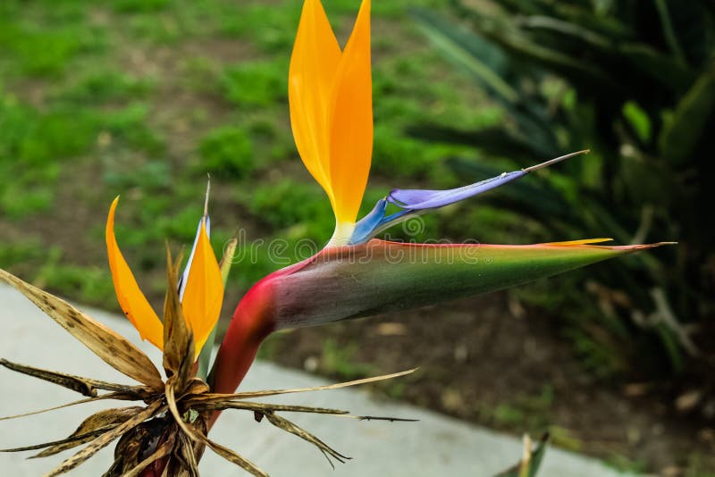 Crane Flower stock image. Image of plant, africa, strelitzia - 67644613