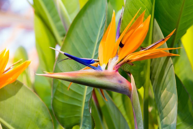 Crane Flower stock image. Image of plant, africa, strelitzia - 67644613