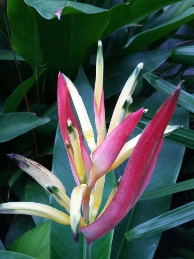 Crane flower stock image. Image of exotic, bird, paradise - 89536551