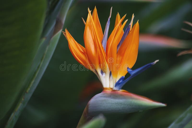 Crane flower stock image. Image of natural, ecology - 207932703