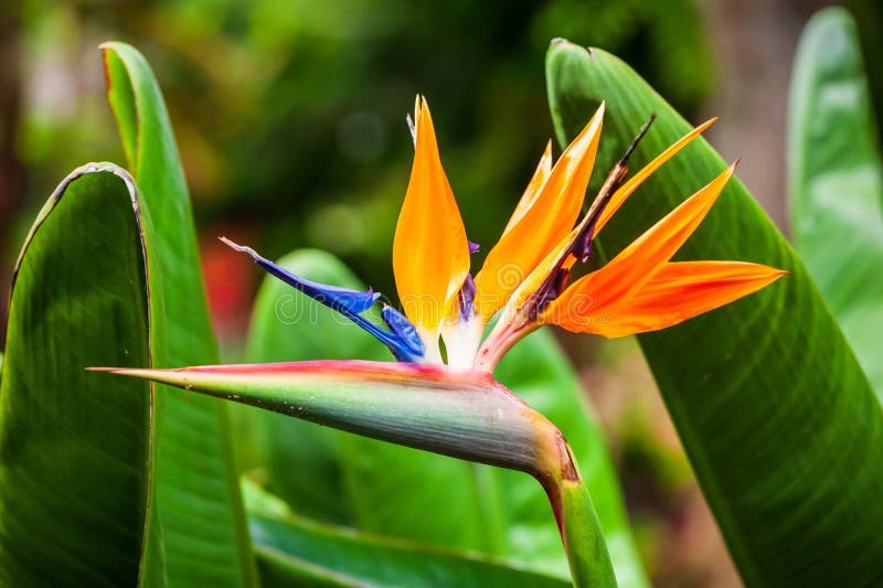 Crane Flower or Bird of Paradise Stock Photo - Image of flower ...